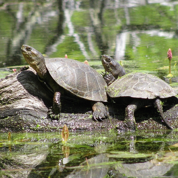 Oregon is Worth Protecting | Oregon Department of Fish & Wildlife